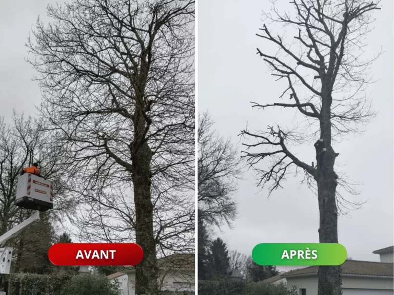 Repousse Arbre Apres Elagage